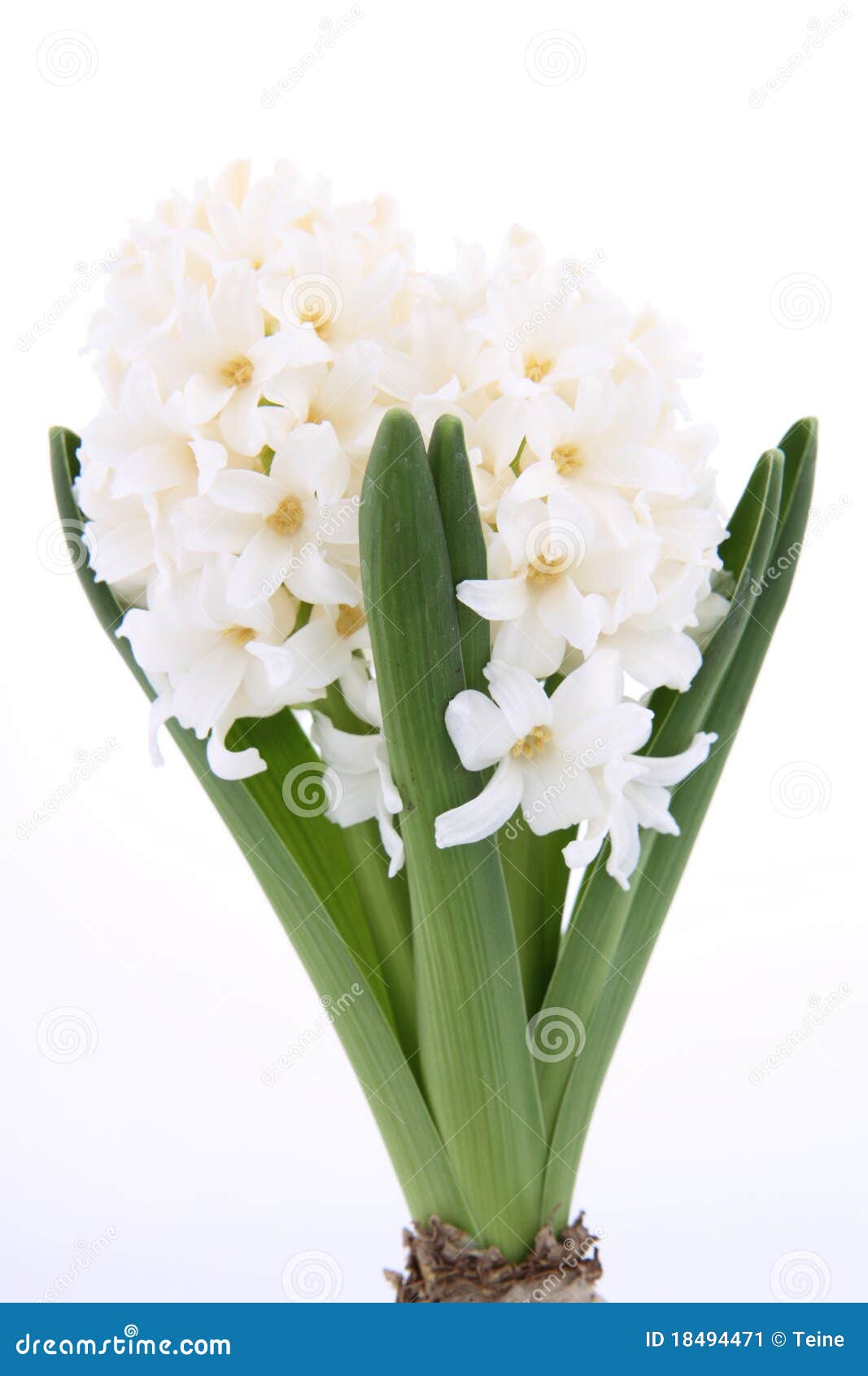 Jacinthe blanche image stock. Image du botanique, couleur - 18494471