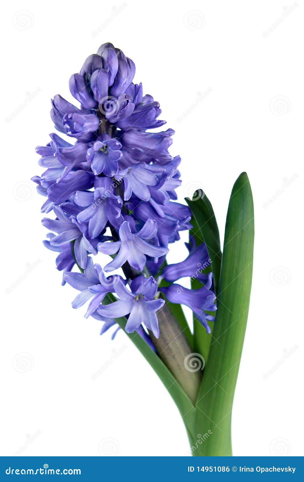 Jacinthe bleue photo stock. Image du centrale, bleu, ressort - 14951086