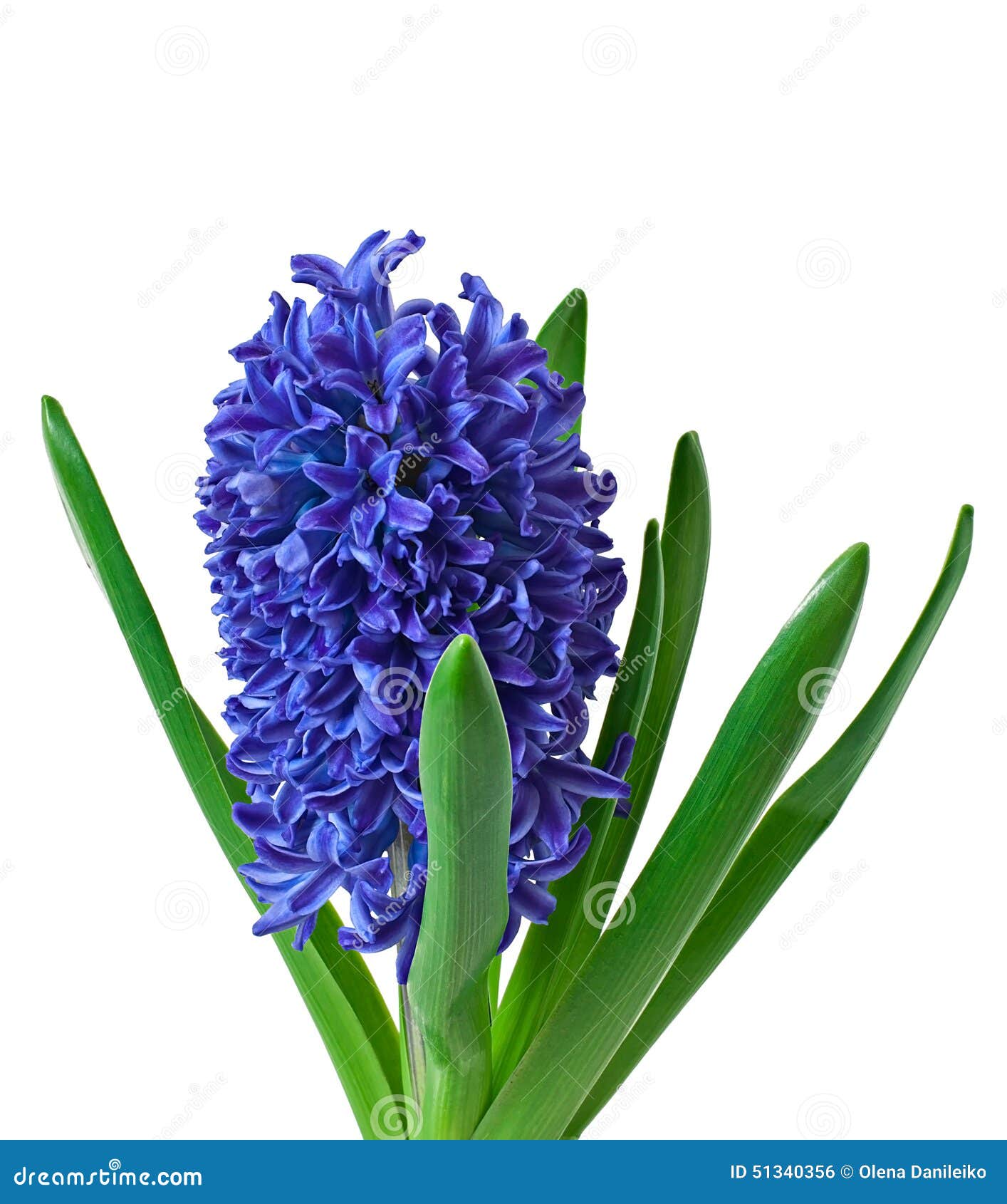 Jacinthe bleue photo stock. Image du lame, décoration - 51340356
