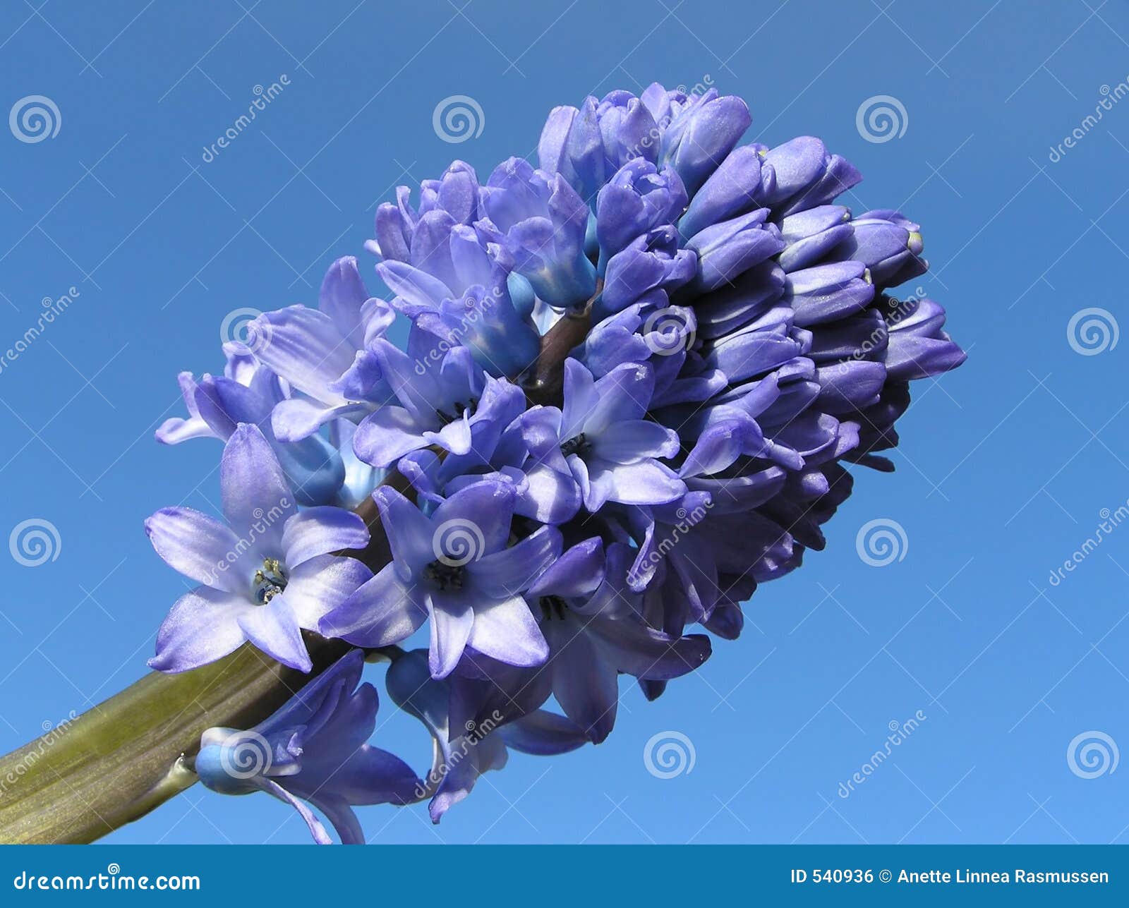 Jacinthe bleue photo stock. Image of structure, botanique - 540936