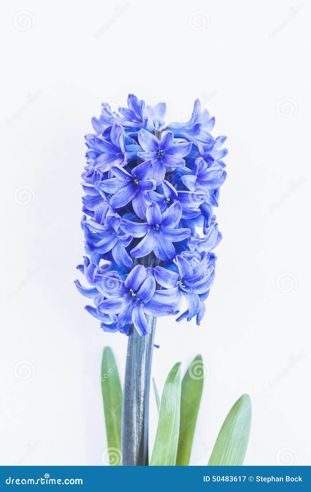 Jacinthe Bleue Sur Le Fond Blanc Image stock - Image of gens, flore ...