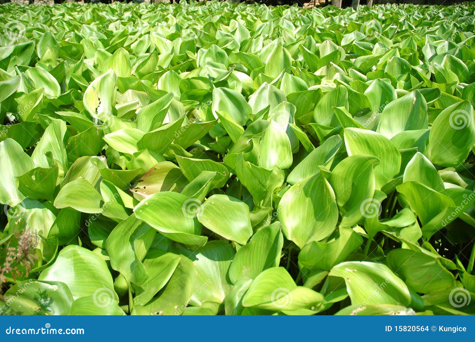 Jacinthe d'eau photo stock. Image du invahissant, jacinthe - 15820564