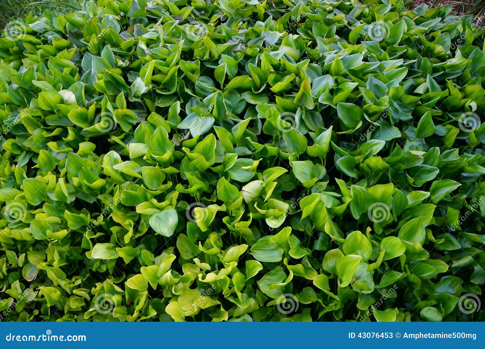 Jacinthe d'eau image stock. Image of jardin, thaïlande - 43076453