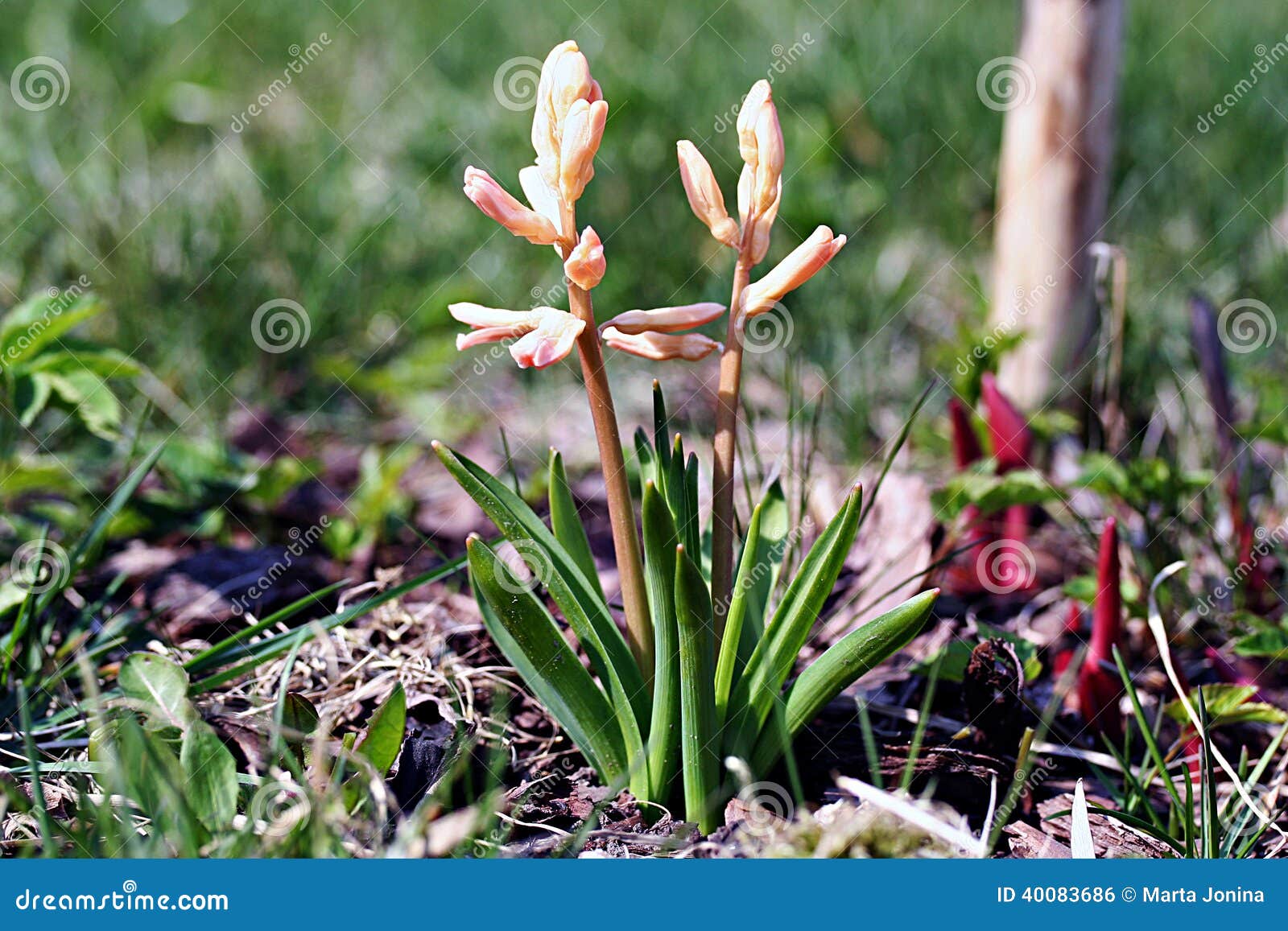 Jacinthe De Jardin (orientalis De Hyacinthus) Photo stock - Image du ...