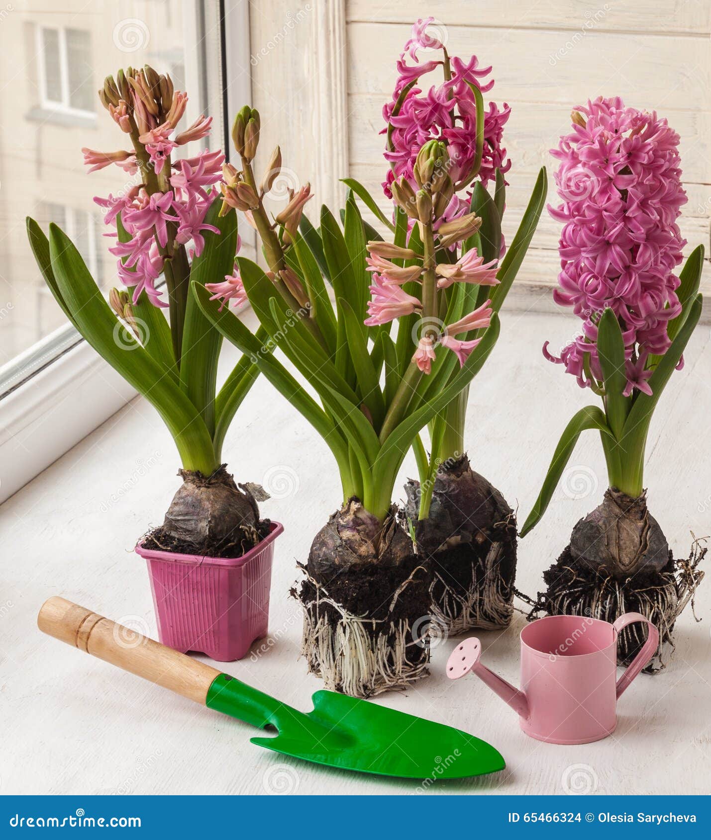 arrosage jacinthe en pot - Idee et astuce de la maison