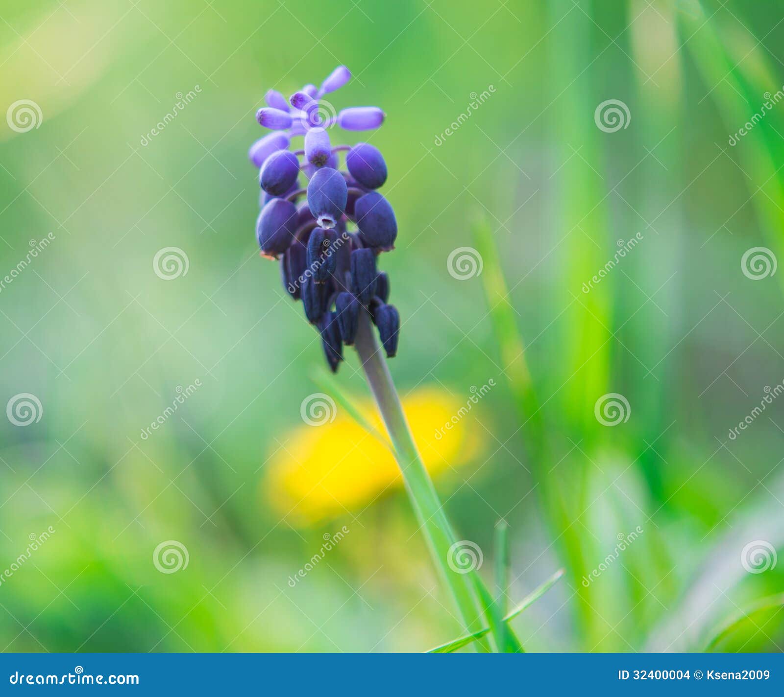 Jacinthe sauvage photo stock. Image du flore, pâques - 32400004