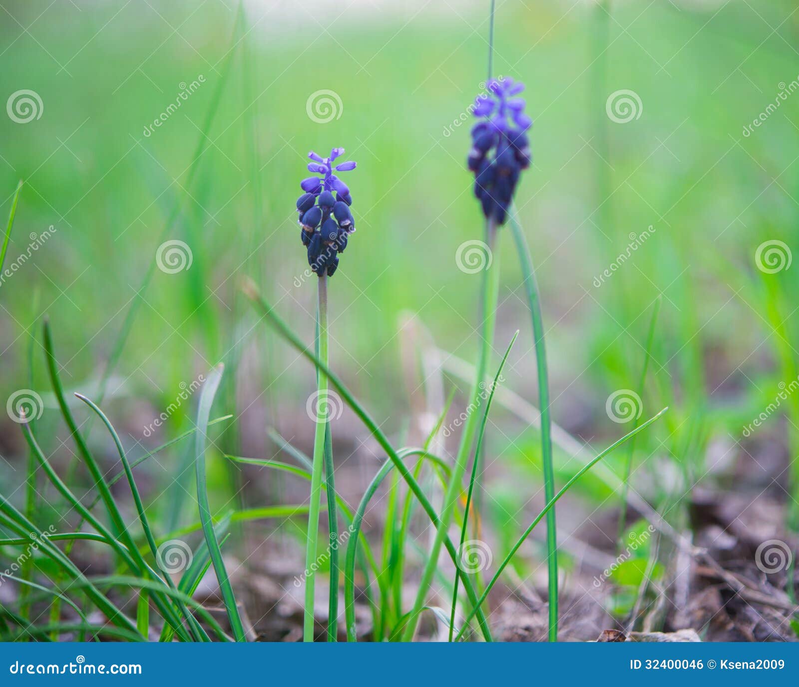 Jacinthe sauvage photo stock. Image du pouvez, bleu, accroissement ...