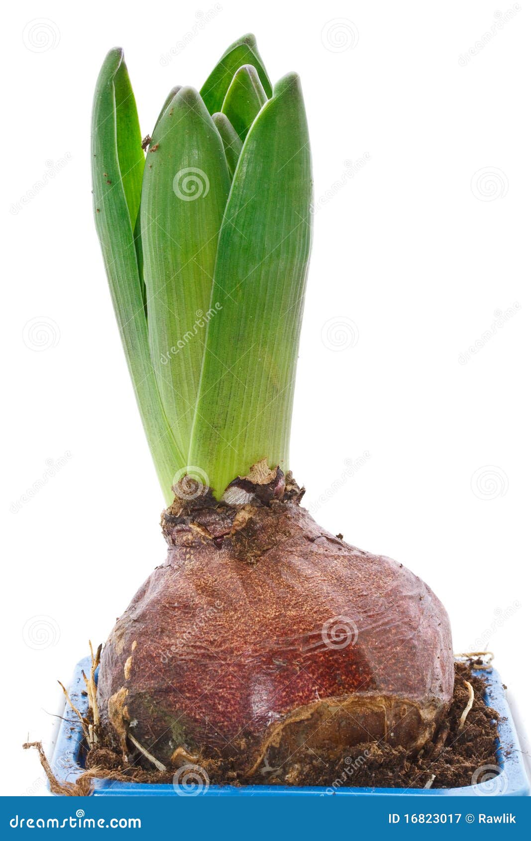 Jacinto imagen de archivo. Imagen de casero, flor, color - 16823017