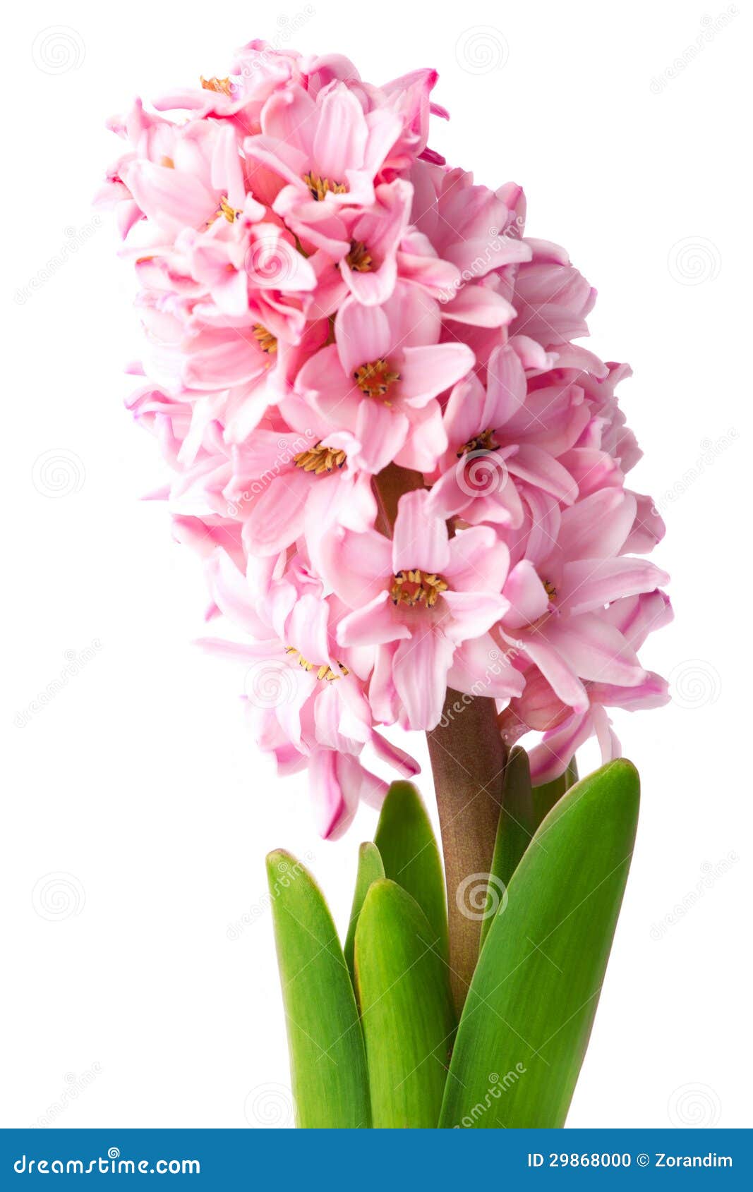 Jacinto aislado foto de archivo. Imagen de blanco, floral - 29868000