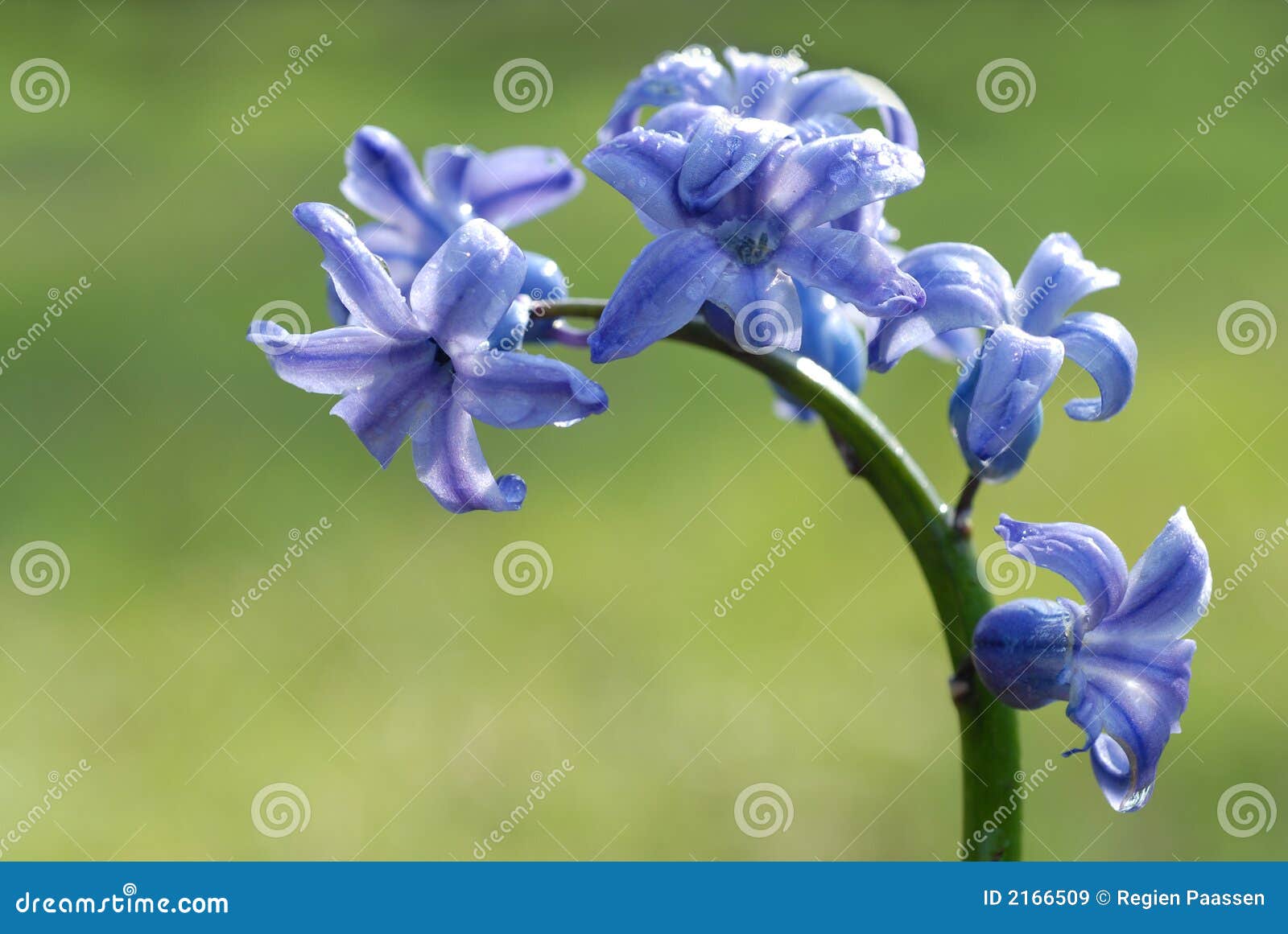 Jacinto azul imagen de archivo. Imagen de marco, jacinto - 2166509