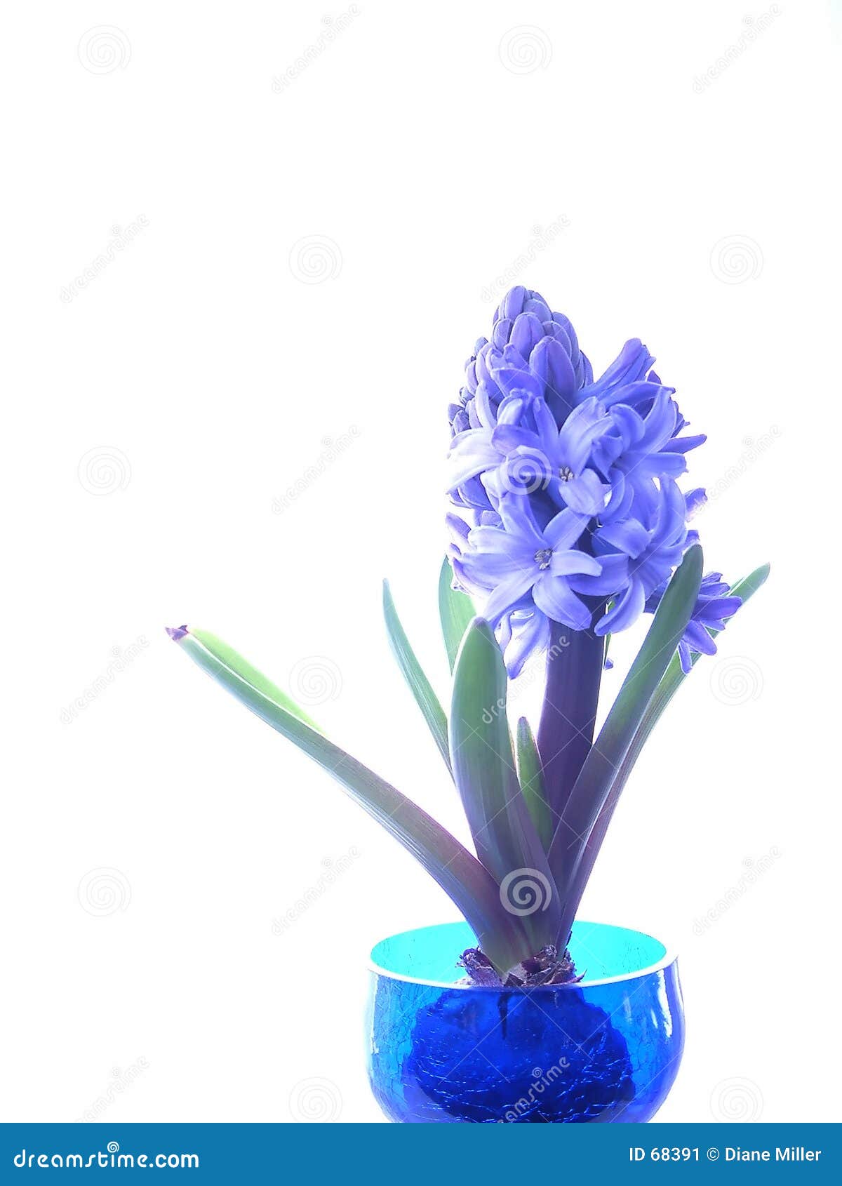 Jacinto azul imagen de archivo. Imagen de agrietado, amor - 68391