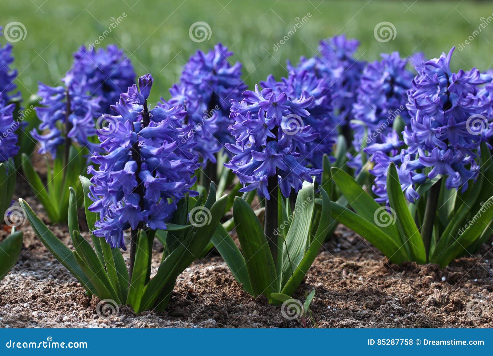 Jacinto azul foto de archivo. Imagen de wallpaper, marzo - 85287758