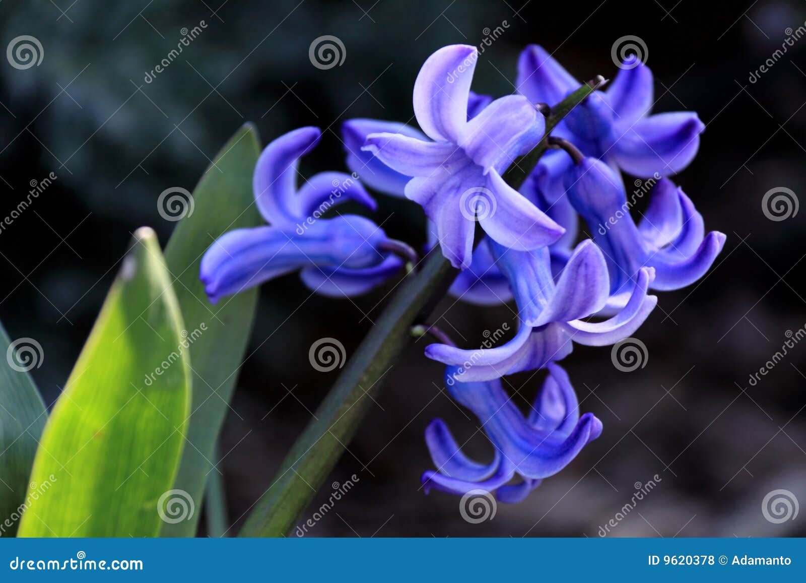 Jacinto azul foto de archivo. Imagen de delicado, flor - 9620378