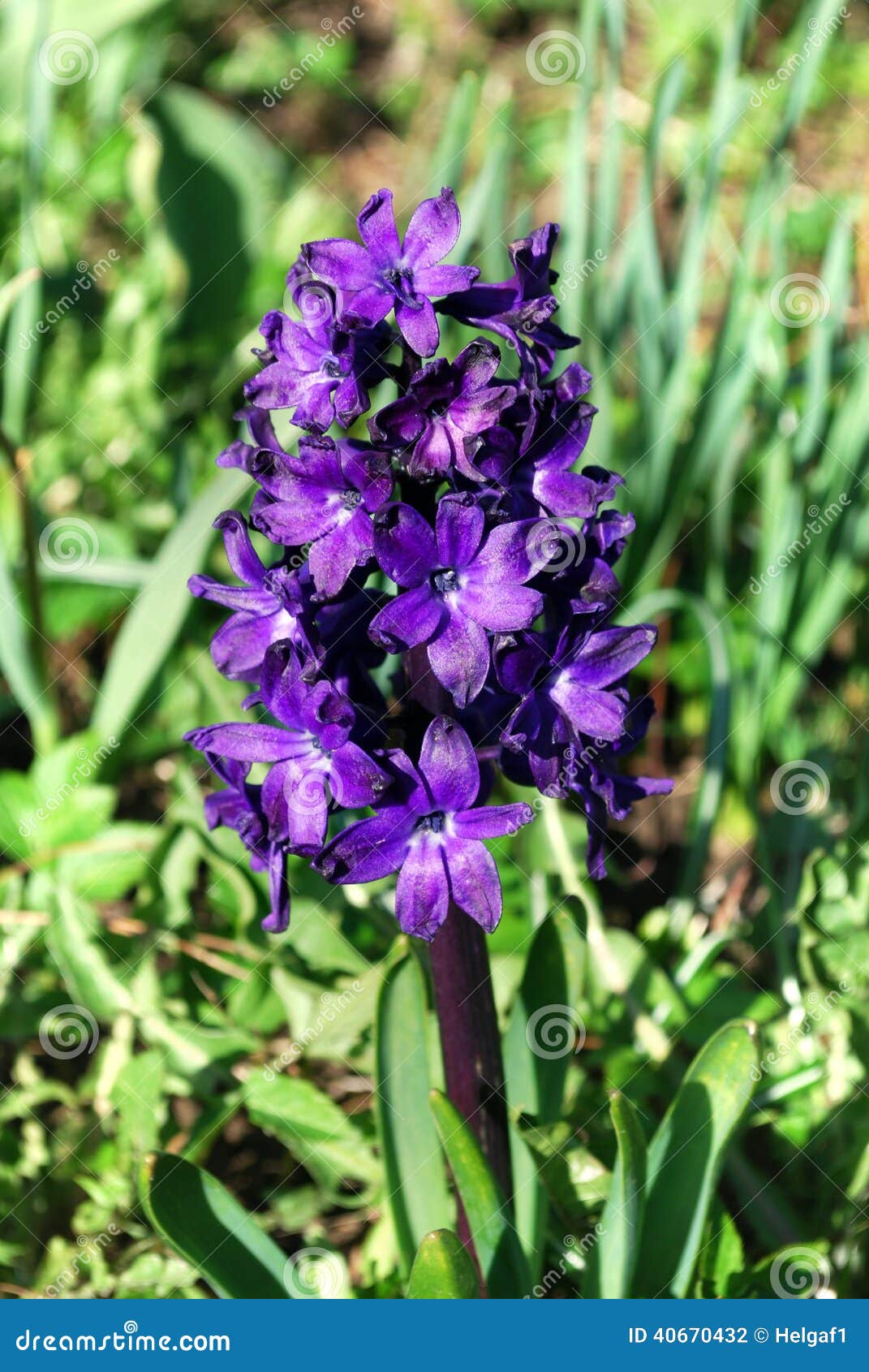 Jacinto Azul Brillante De La Flor Foto de archivo - Imagen de brillante ...