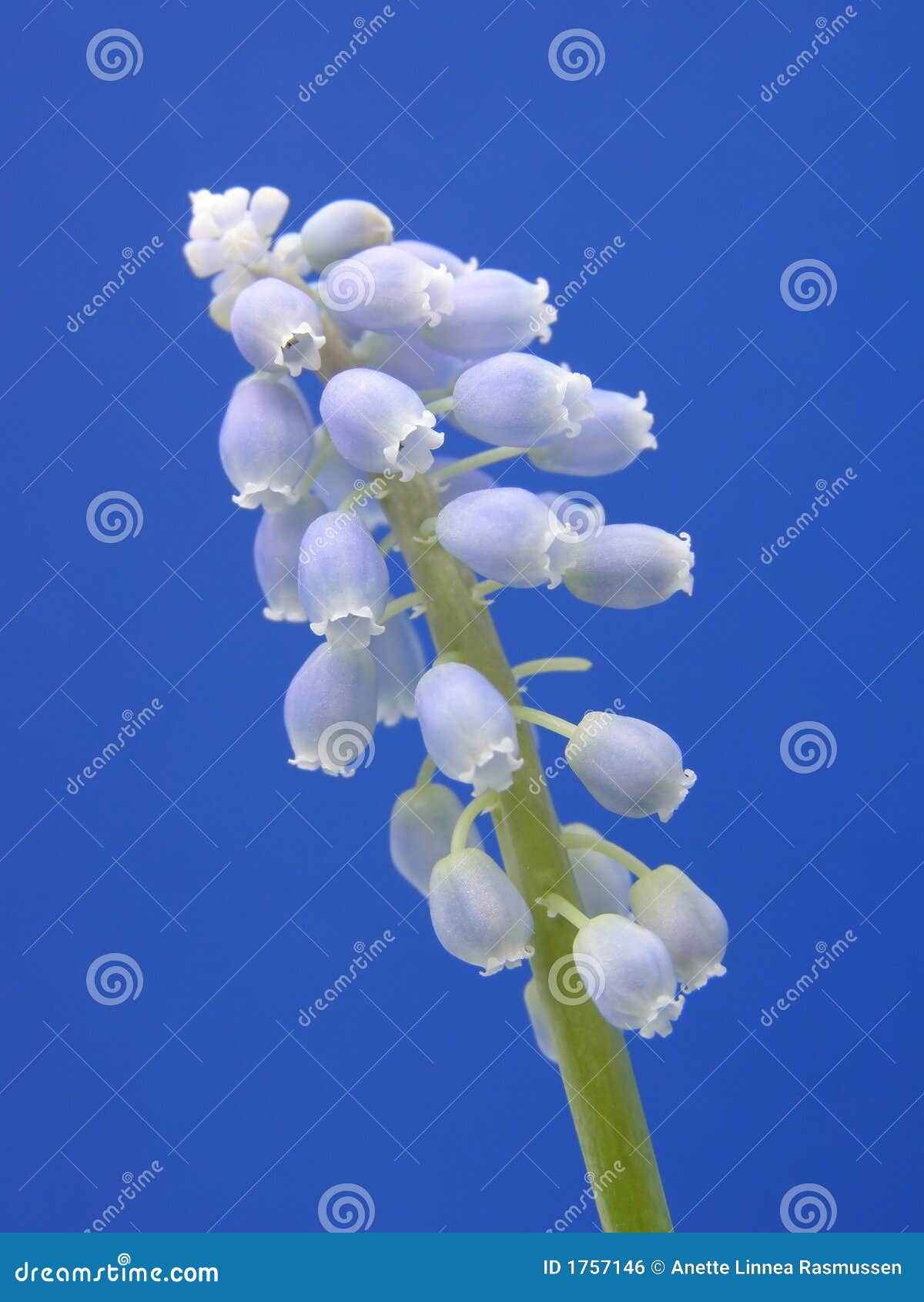 Jacinto azul de la perla foto de archivo. Imagen de estructura - 1757146