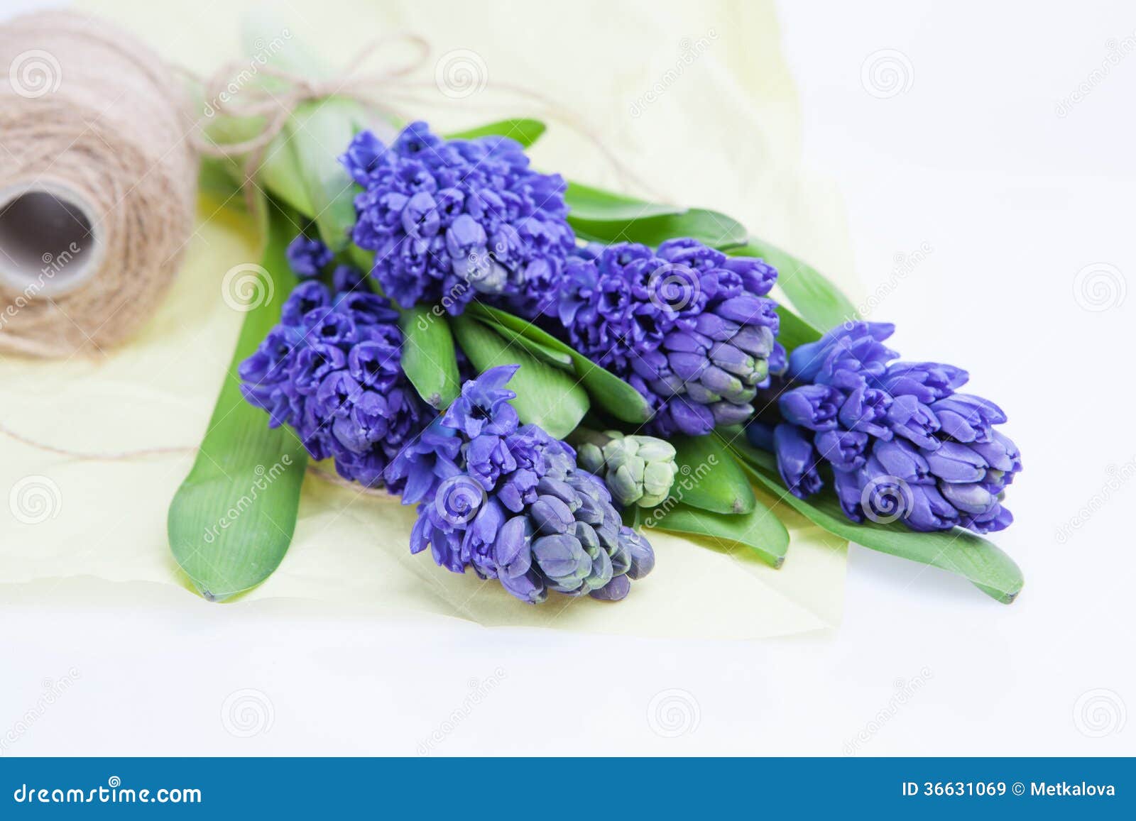 Jacinto Azul Del Ramo En Blanco Imagen de archivo - Imagen de resorte ...