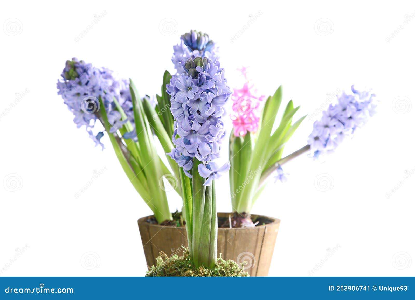 Jacinto azul florido imagen de archivo. Imagen de jacinto - 253906741