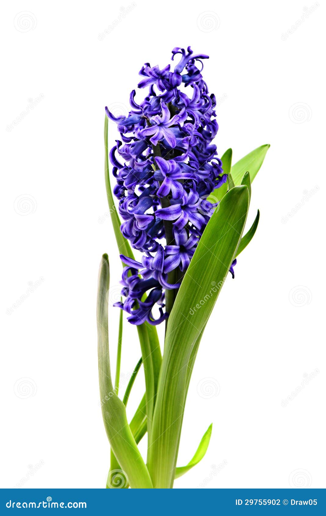 Jacinto Azul Colorido Isolado No Branco Foto de Stock - Imagem de ...