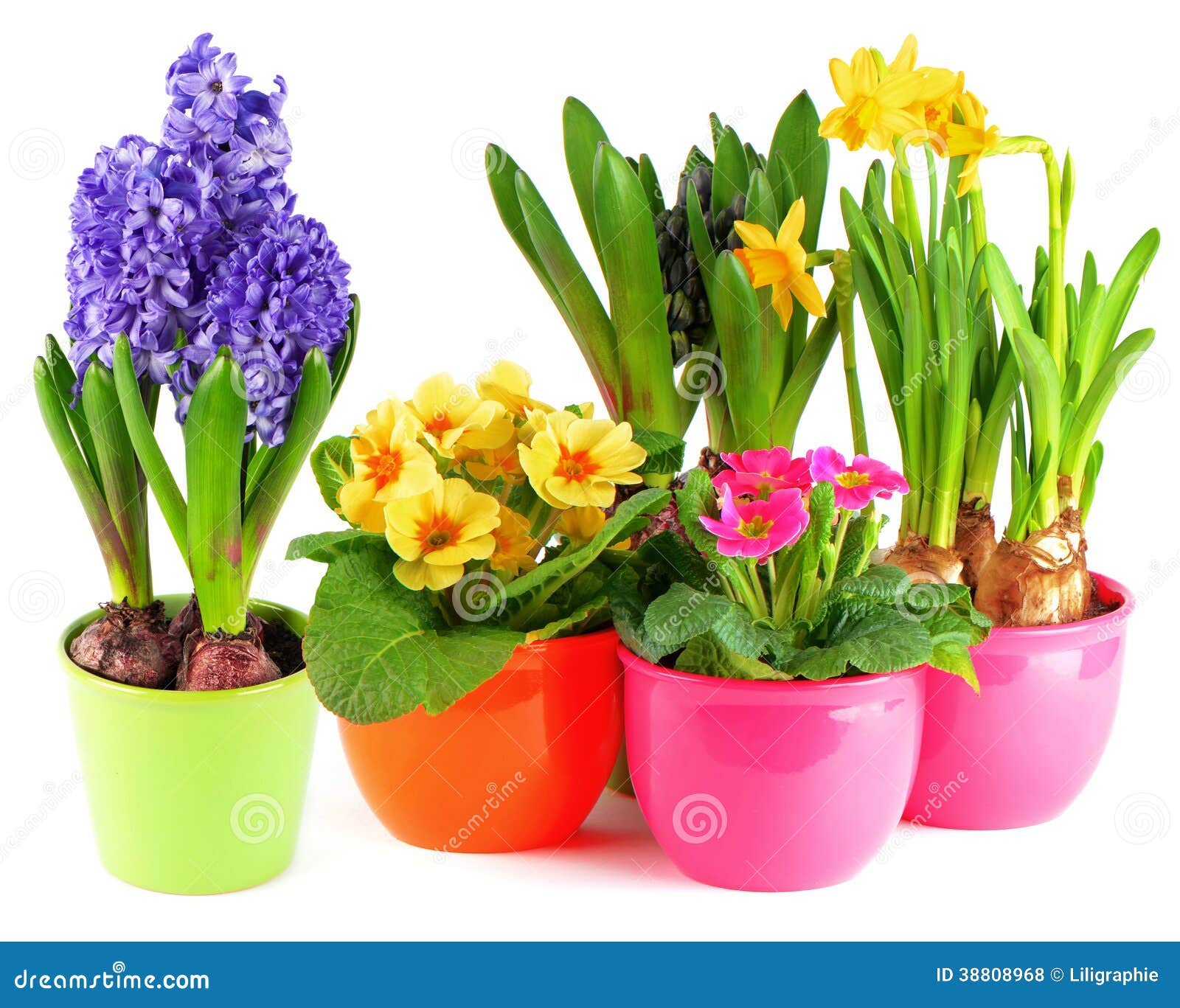 Jacinto Azul, Prímulas Rosadas, Narcisos Amarillos Foto de archivo ...