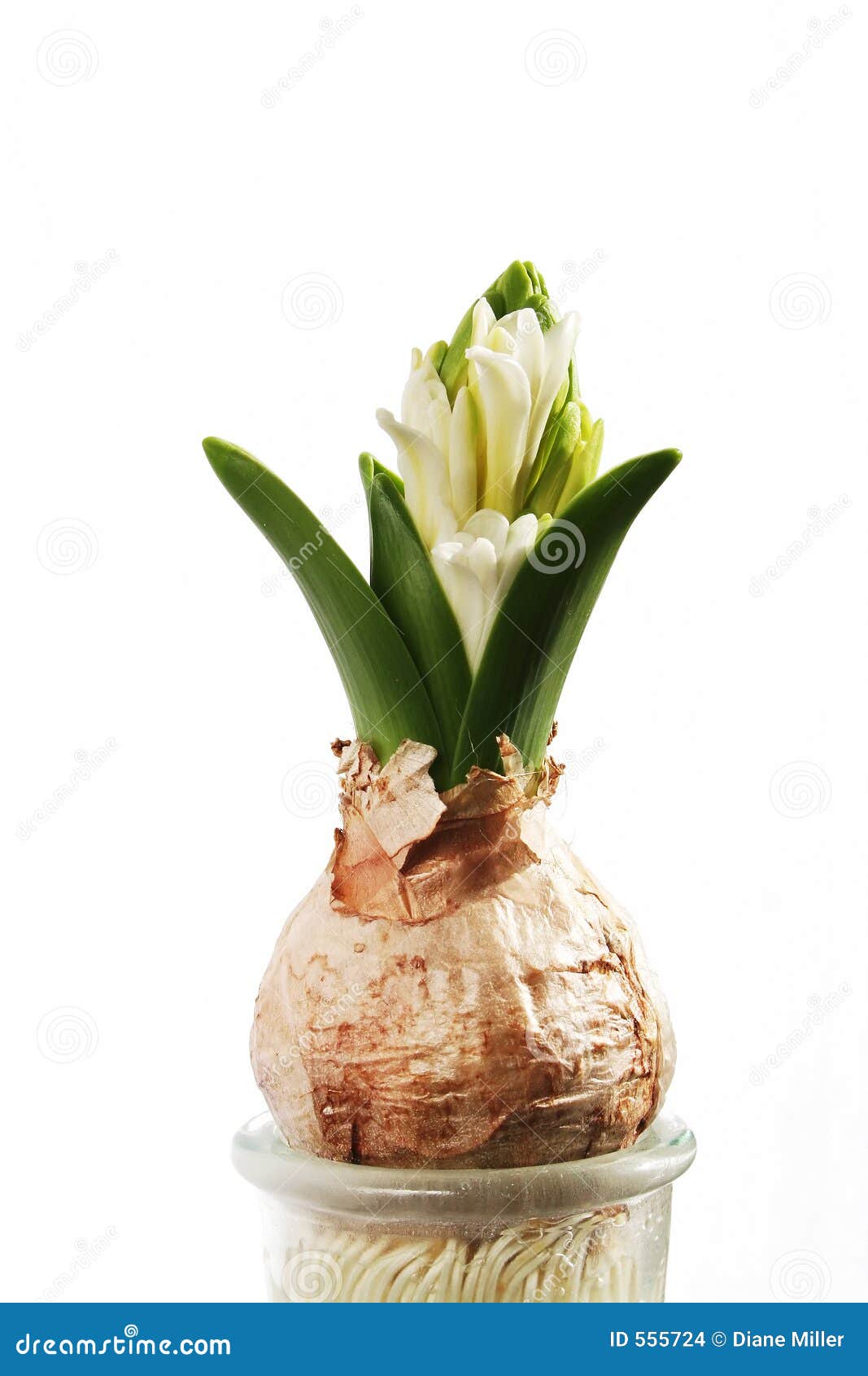 Jacinto blanco foto de archivo. Imagen de renueve, pascua - 555724