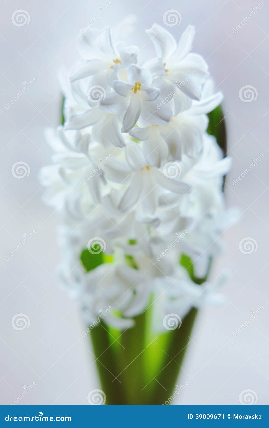 Jacinto blanco hermoso imagen de archivo. Imagen de verde - 39009671