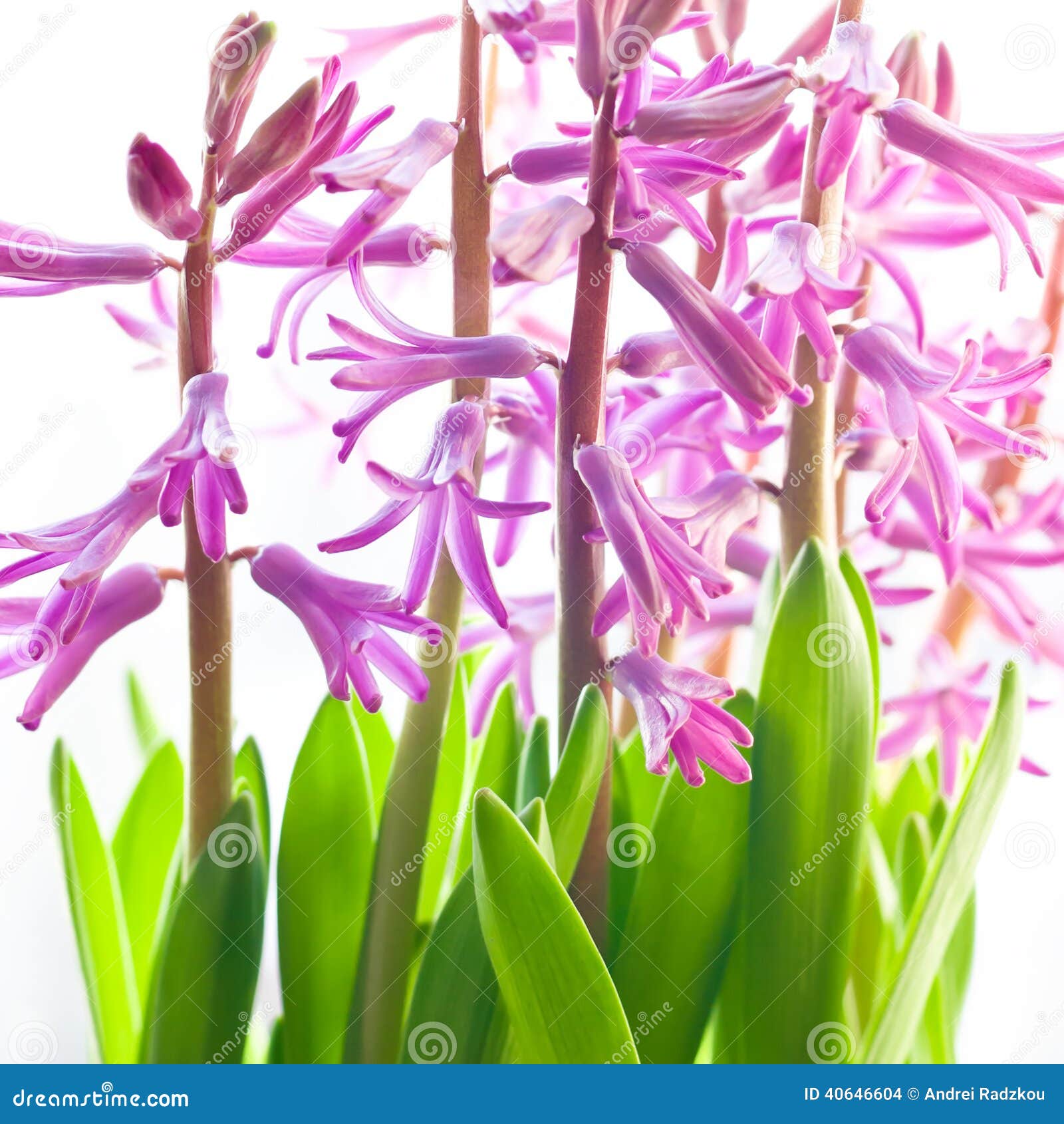 Jacinto De Color De Malva Muy Decorativo Foto de archivo - Imagen de ...