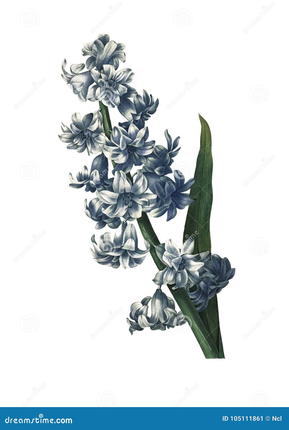 Jacinto | Ejemplos Antiguos De La Flor Stock de ilustración ...