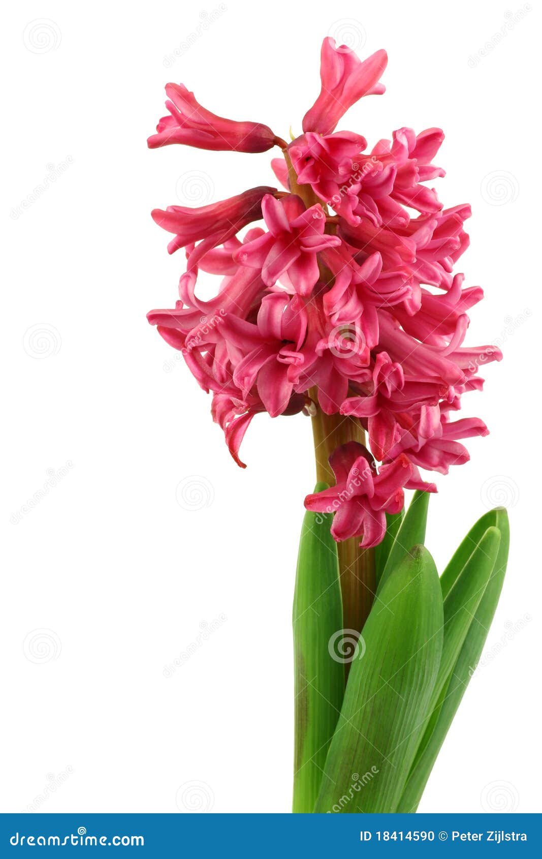 Jacinto rojo floreciente foto de archivo. Imagen de rojo - 18414590
