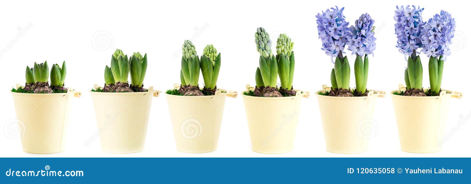 Jacinto Roxo Em Seis Fases Do Crescimento Foto de Stock - Imagem de ...