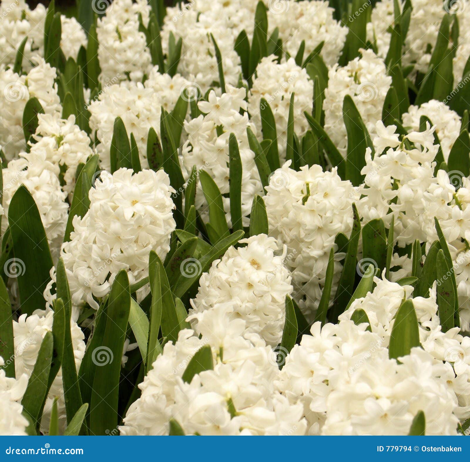 Jacintos foto de archivo. Imagen de detalle, neerlandeses - 779794