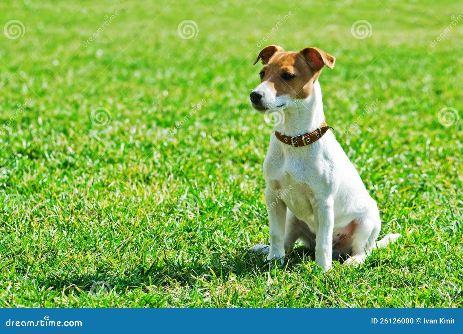 Jack stock photo. Image of looking, look, doggy, grass - 26126000