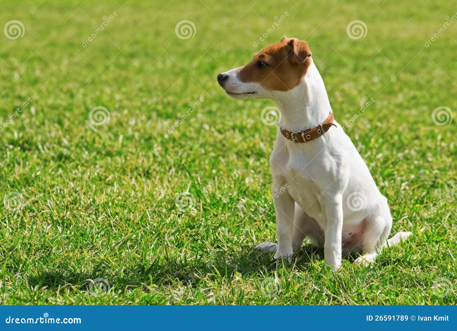Jack stock image. Image of pets, mammal, terrier, look - 26591789