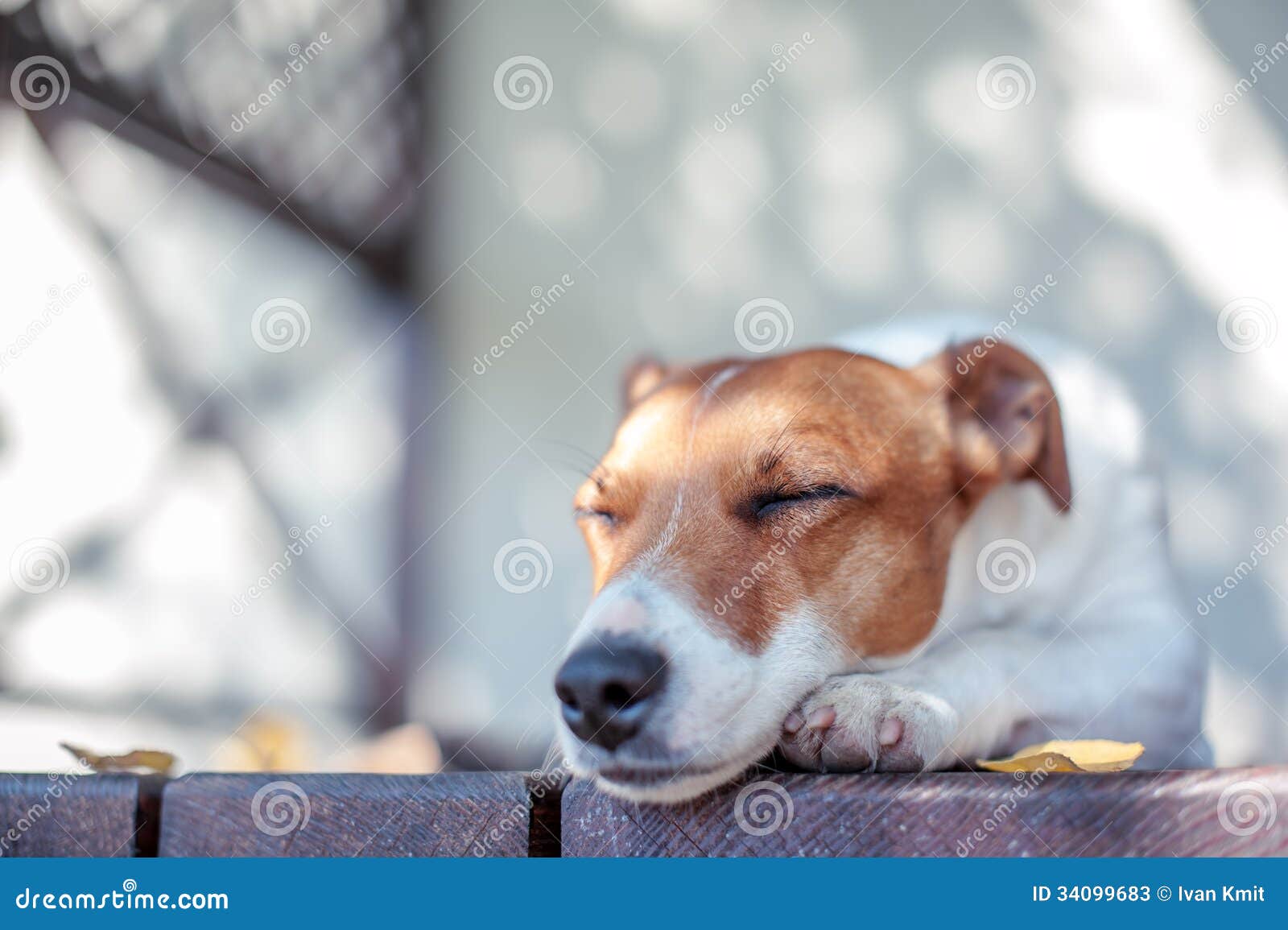 Jack imagen de archivo. Imagen de banco, animal, alegre - 34099683