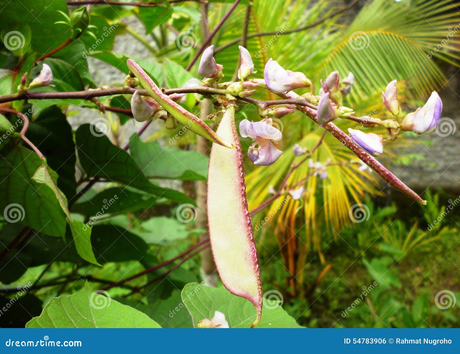 Jack Bean Canavalia Ensiformis Stock Photo - Image of decoration ...