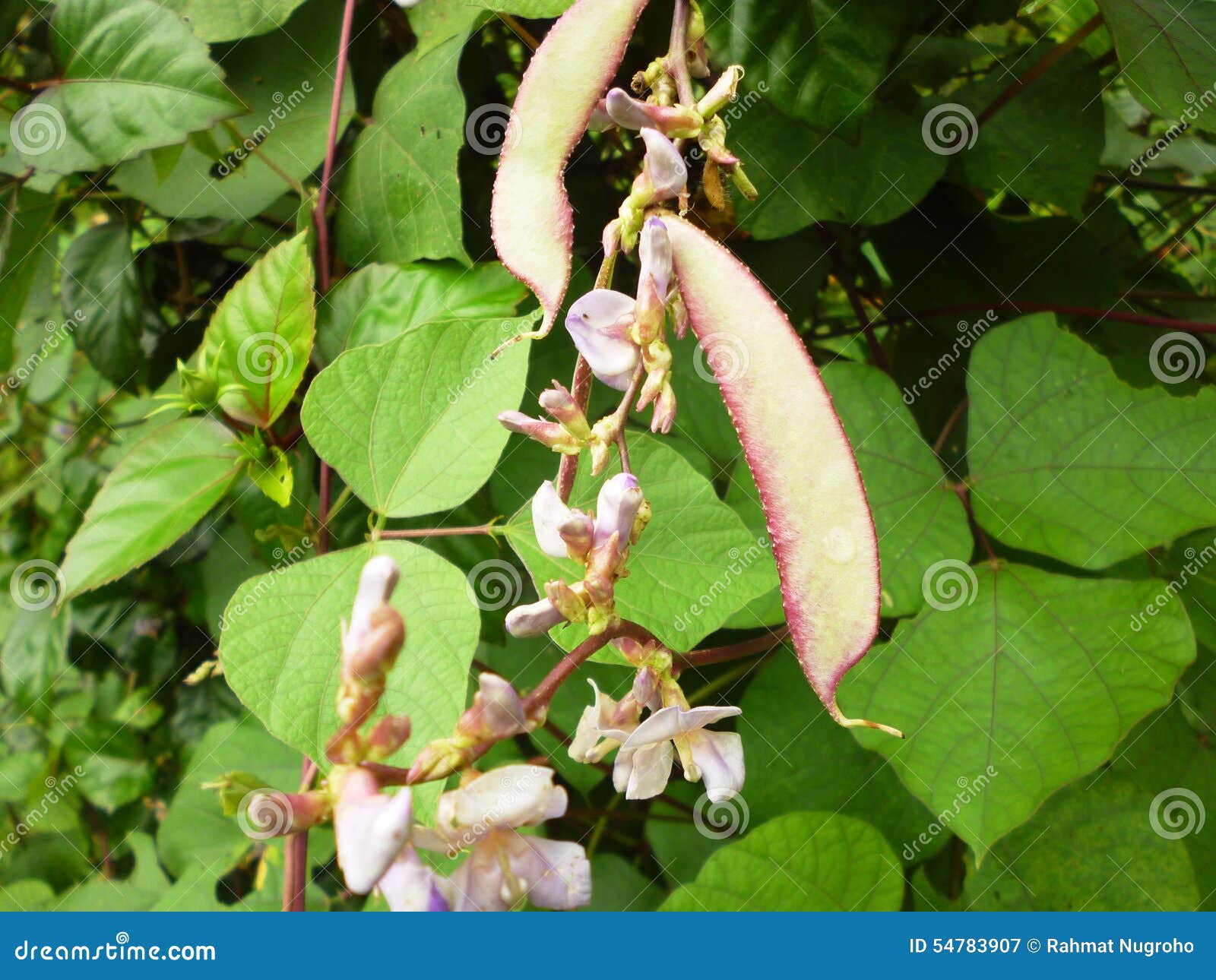 Canavalia Ensiformis Seeds