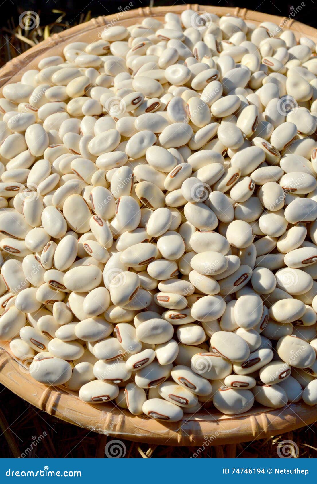 Jack bean seeds stock photo. Image of color, harvested - 74746194