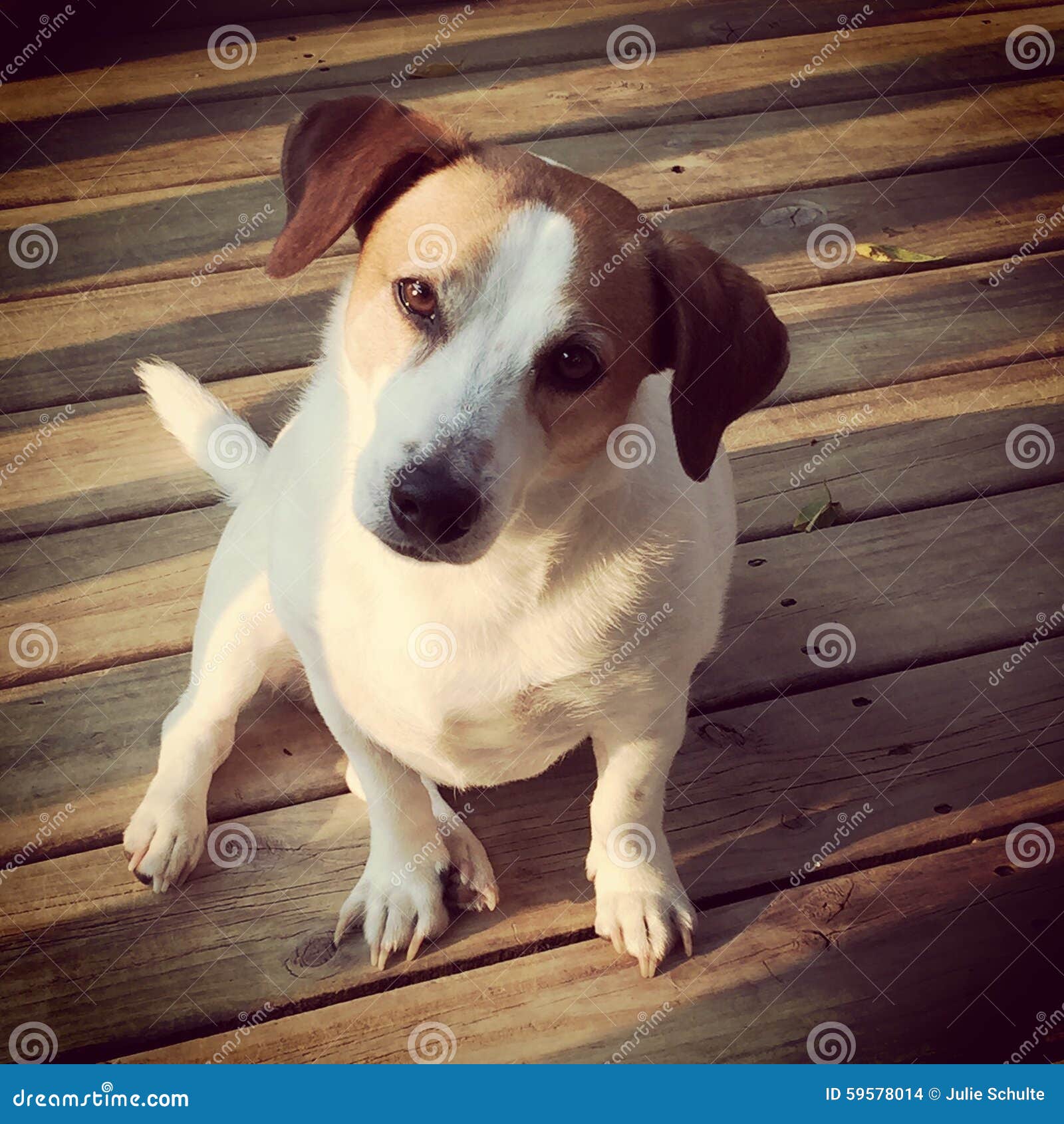 Jack-a-bee stock photo. Image of cross, beagle, jack - 59578014