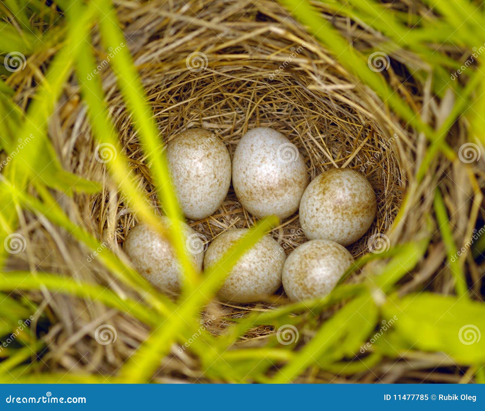 Jack birds with eggs stock image. Image of jack, posterity - 11477785