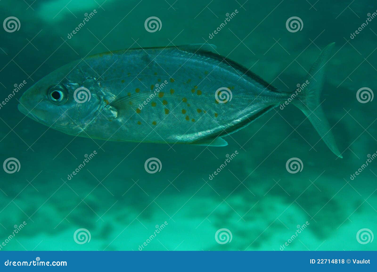 JAck (Carangoides bajad) stock photo. Image of fish, tropical - 22714818