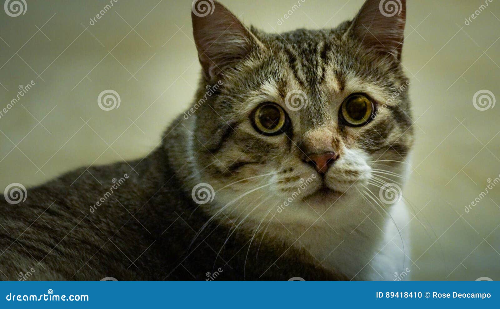 Jack the cat stock photo. Image of kitty, cute, jack - 89418410