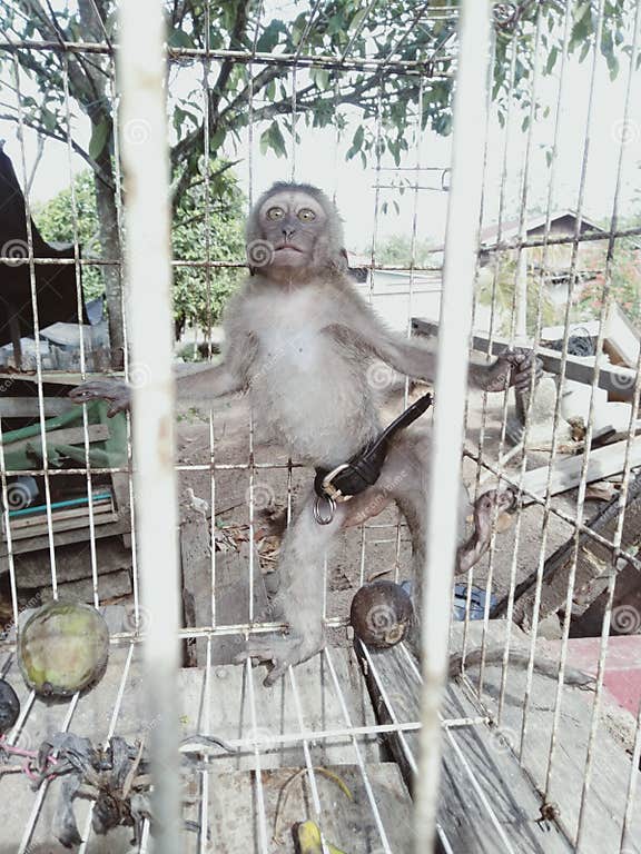 Jack el mono imagen de archivo. Imagen de gato, divertido - 175164431