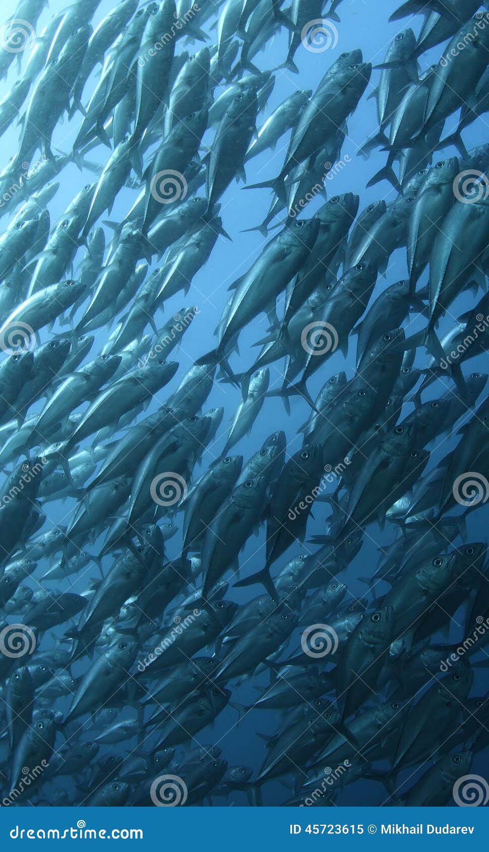Jack fish stock image. Image of school, fish, shallow - 45723615