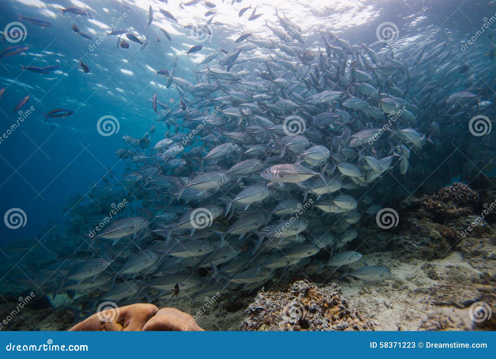 Jack fish stock image. Image of jack, wildlife, diving - 58371223