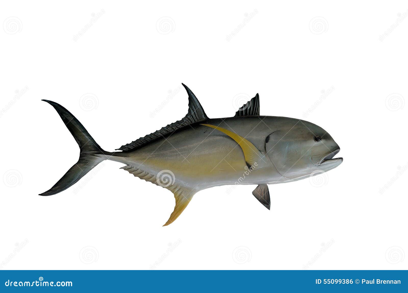 Jack Fish Royalty-Free Stock Image | CartoonDealer.com #11504488