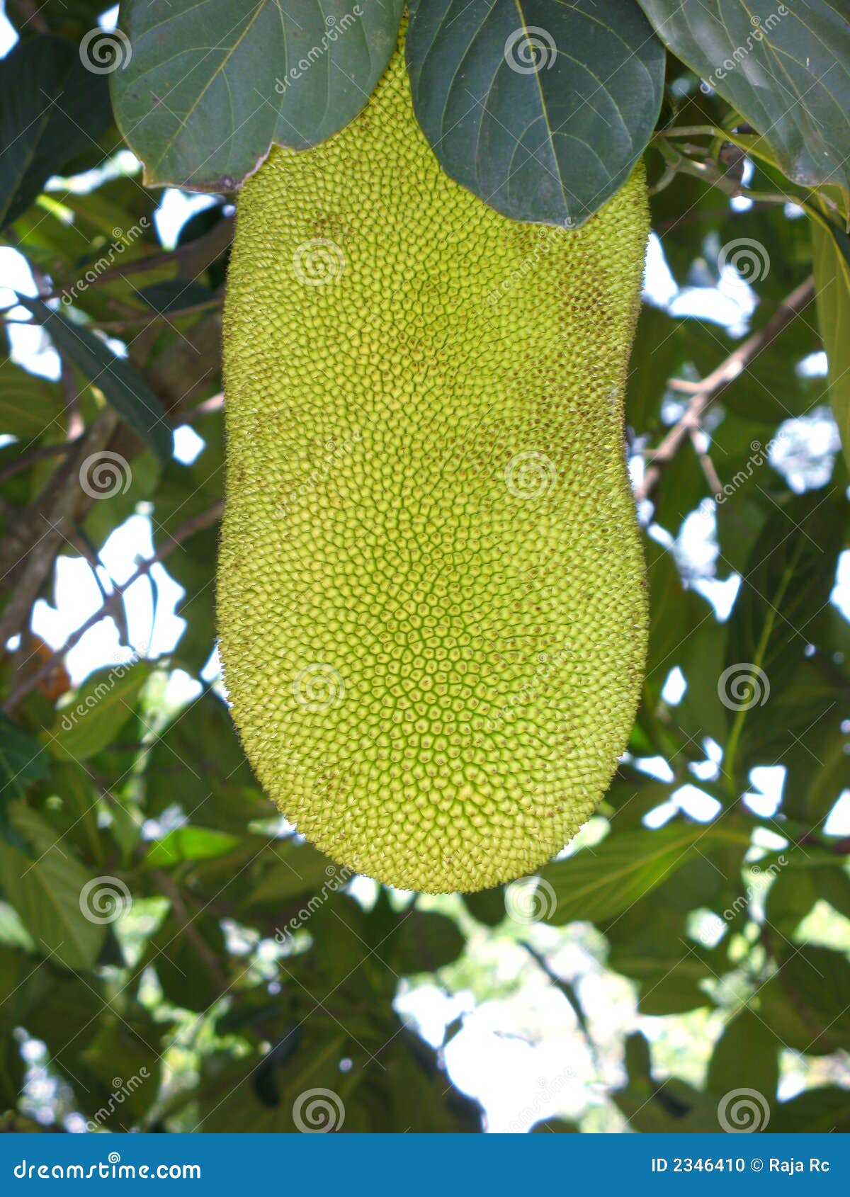 Jack fruit stock photo. Image of vitamins, delicious, juicy - 2346410