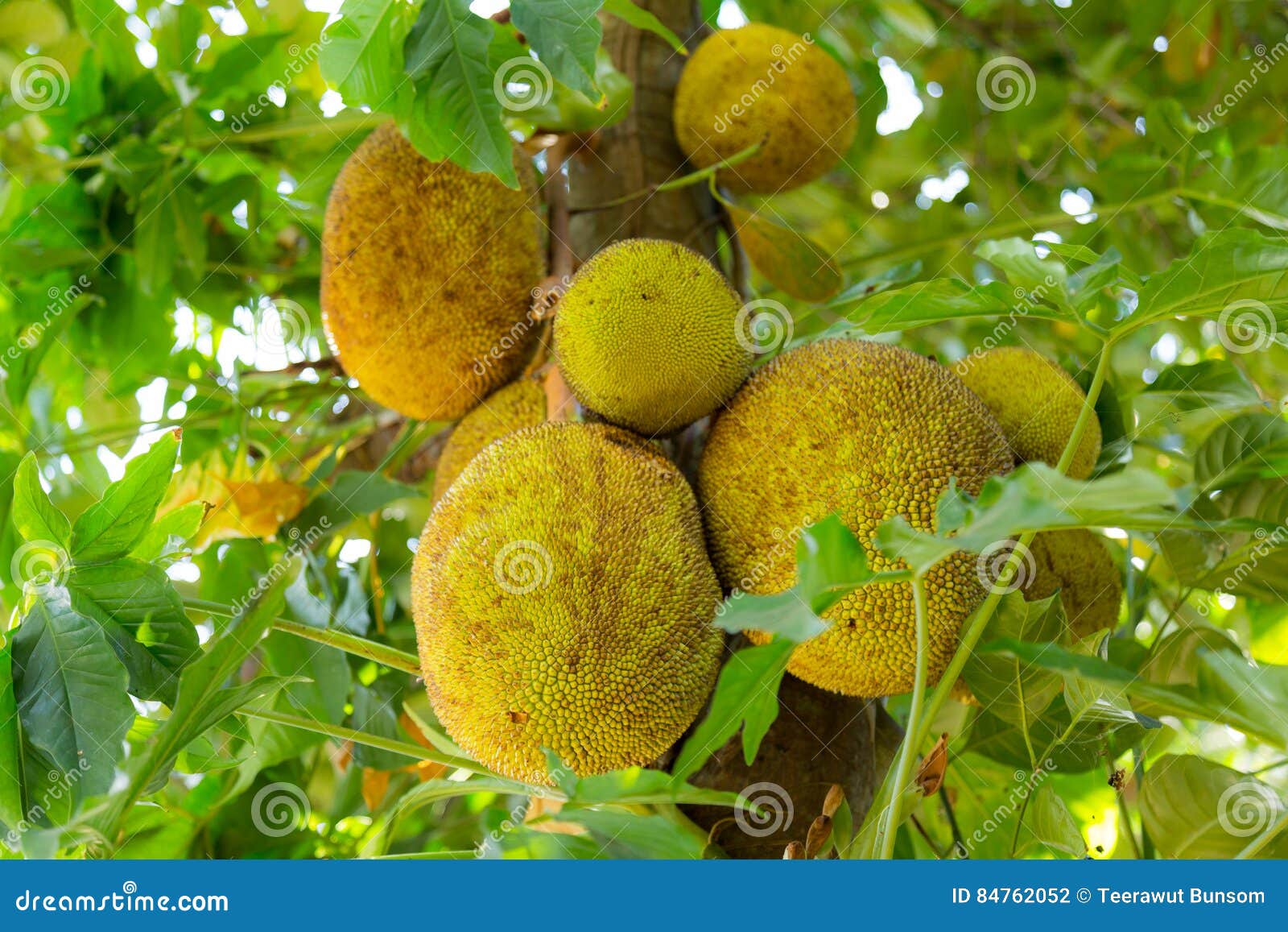 Jack Fruit foto de archivo. Imagen de verde, plantas - 84762052