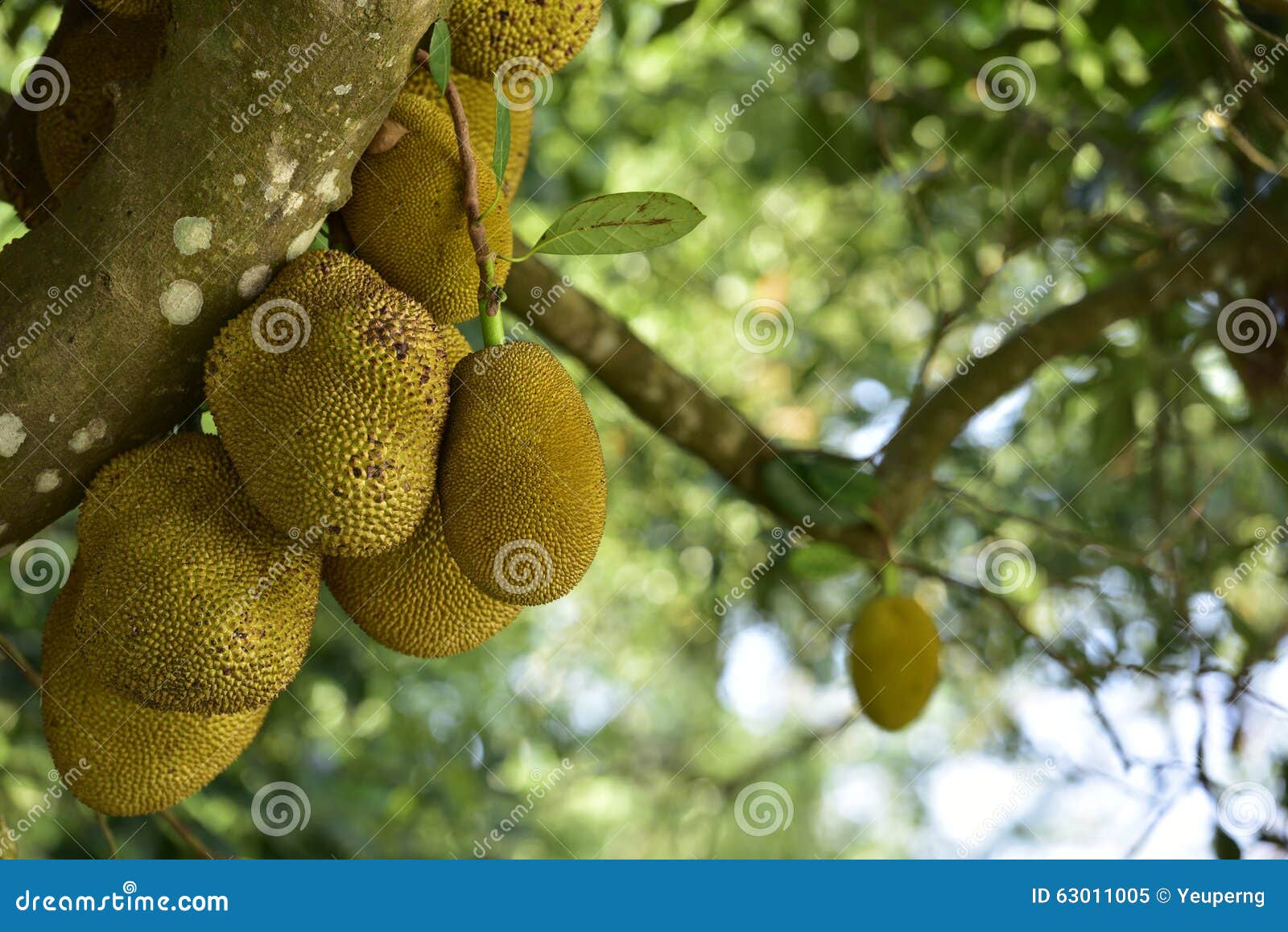 Jack fruit. stock image. Image of jack, natural, tree - 63011005
