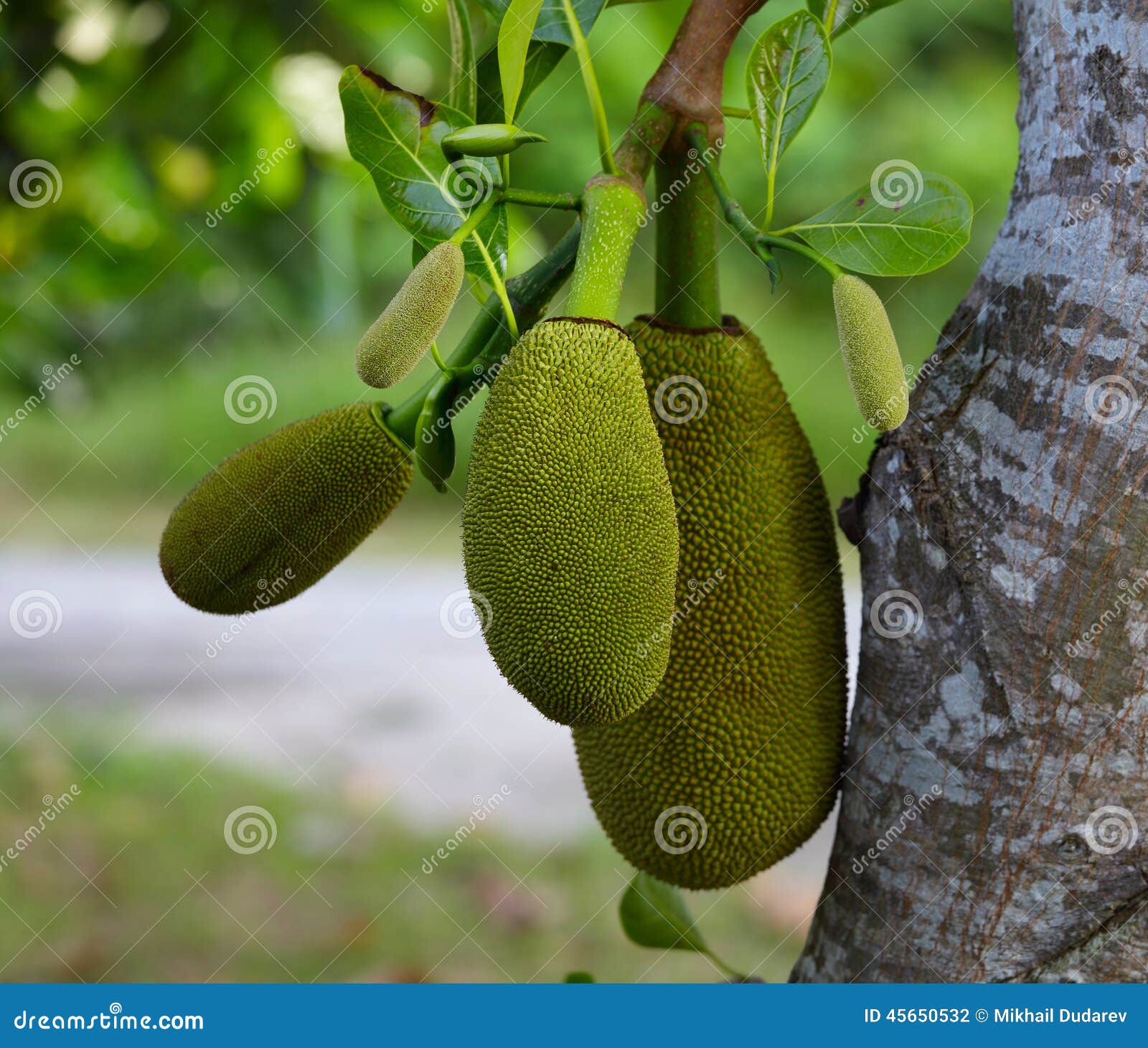 Jack fruit stock photo. Image of asia, botany, detail - 45650532