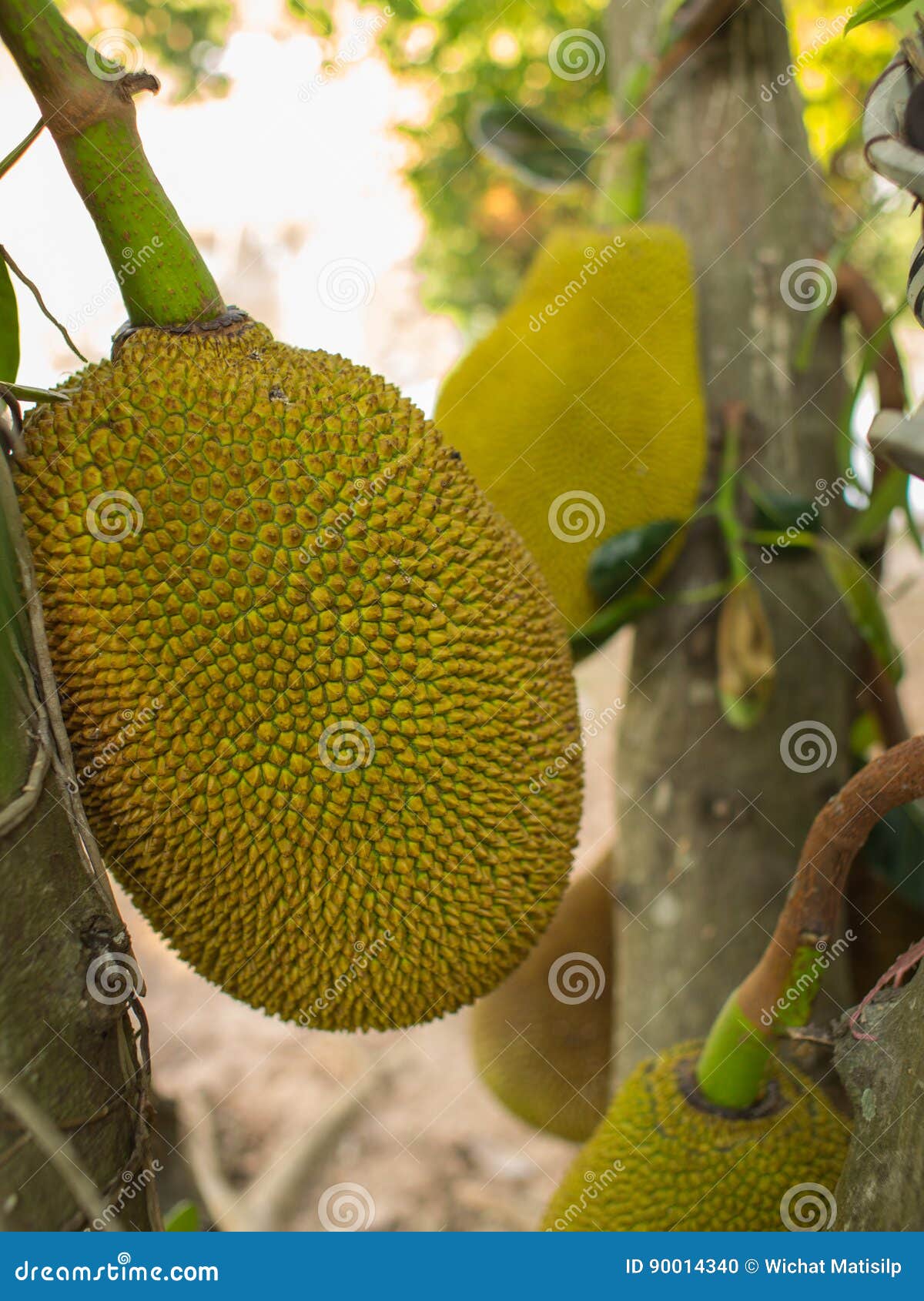 Jack Fruit in the Garden stock photo. Image of crop, life - 90014340