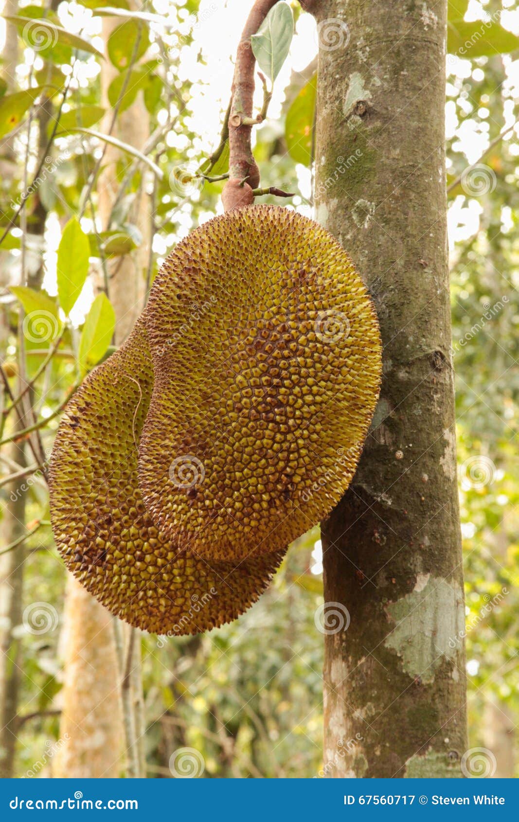 Jack fruit gowing in tree stock image. Image of jack - 67560717